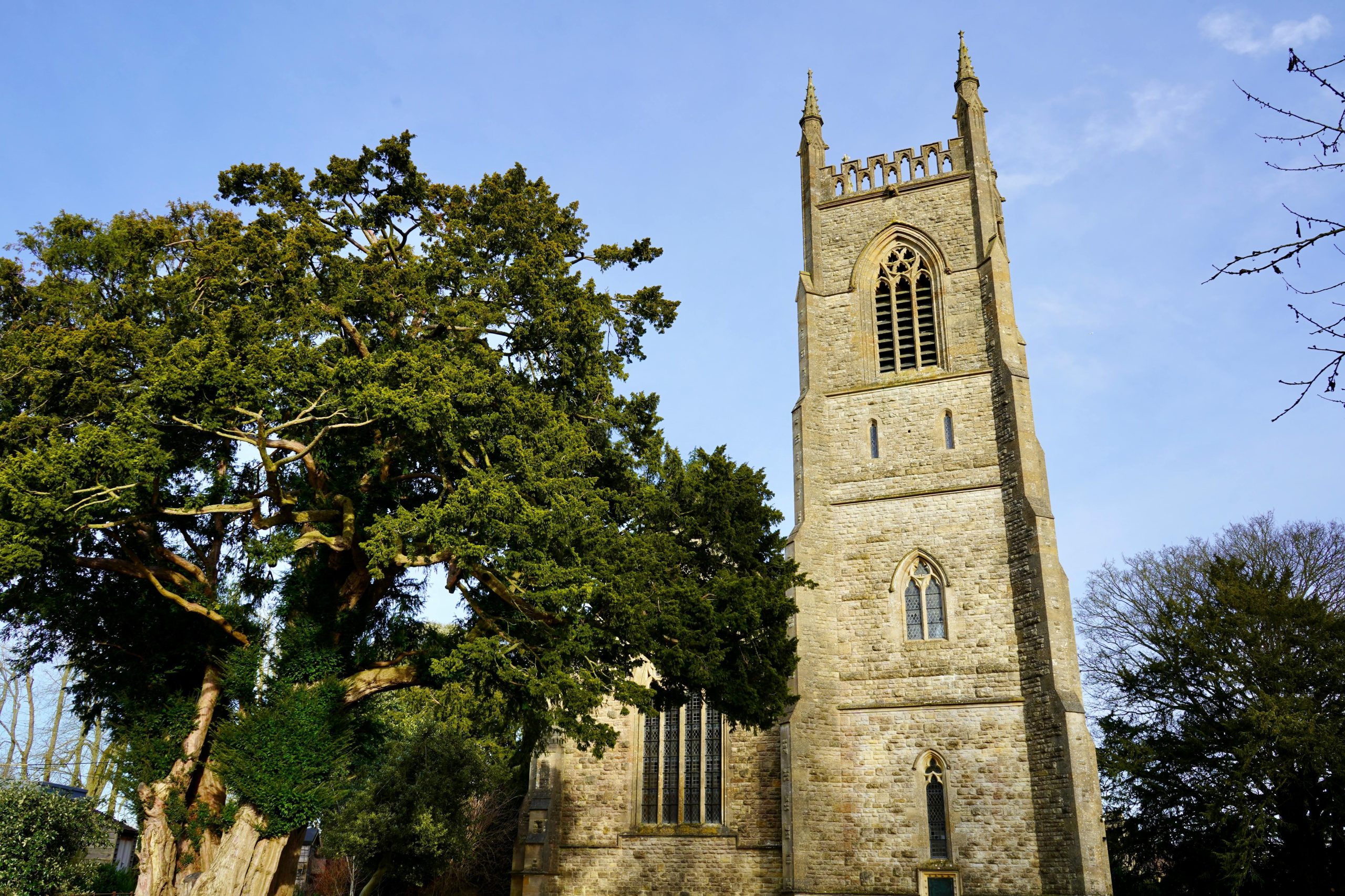 Dafm Warns of Livestock Poisoning From Yew Trees | Agriland